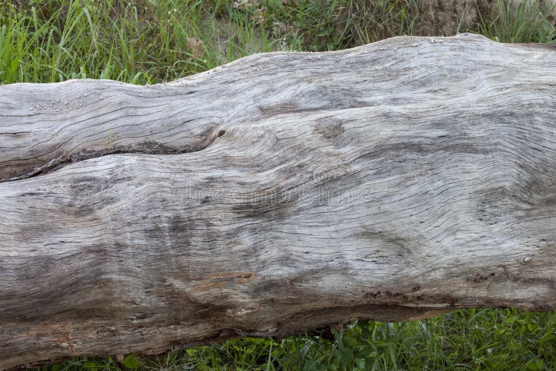 The Trunk of a Fallen Old Tree Died. Stock Photo - Image of haulm ...