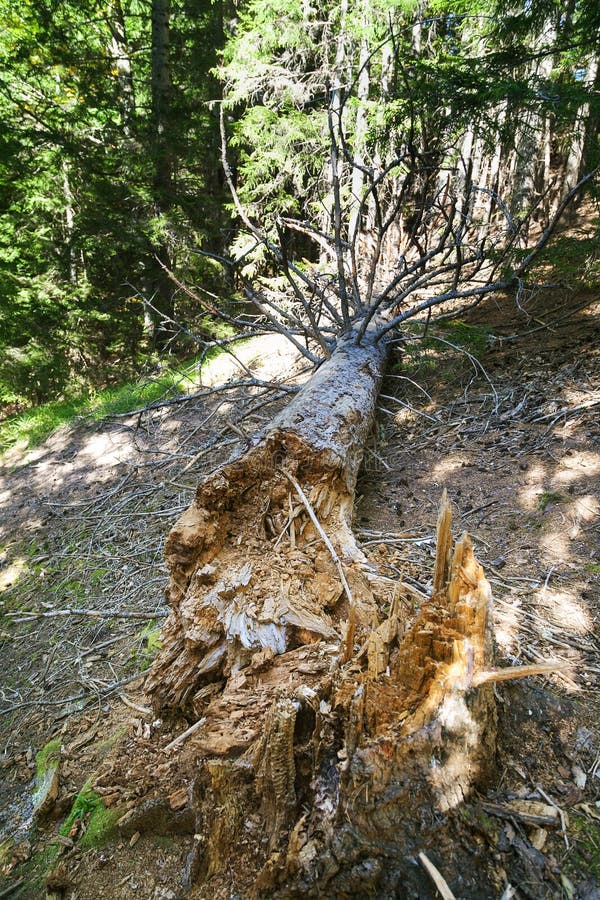 Rotten Fallen Tree In The Forest Stock Photo - Image of photography ...