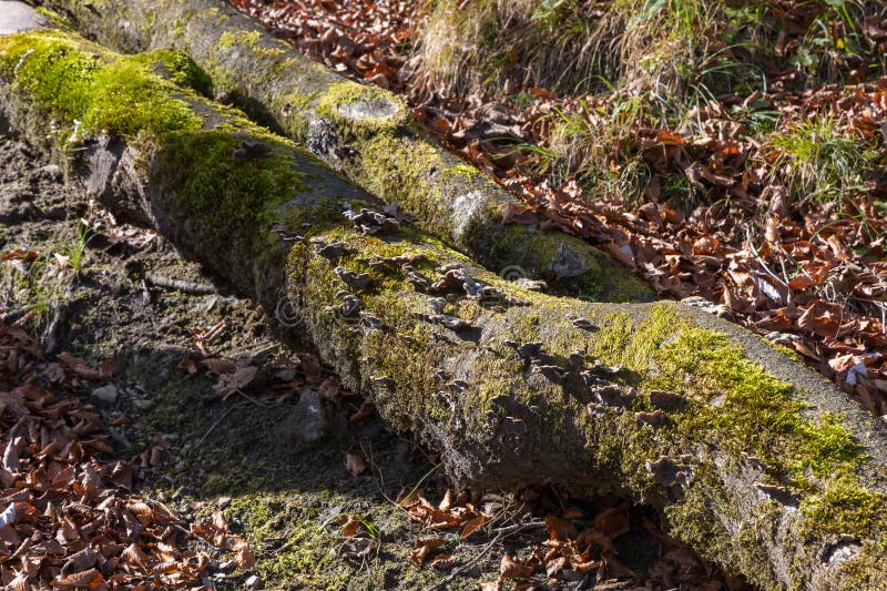 The Trunk of a Fallen Tree is Covered with Green Moss Stock Photo ...