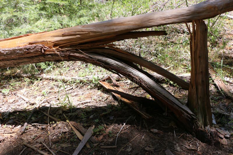 The Trunk of a Fallen Tree Creates a Triangle, Yosemite National Park ...