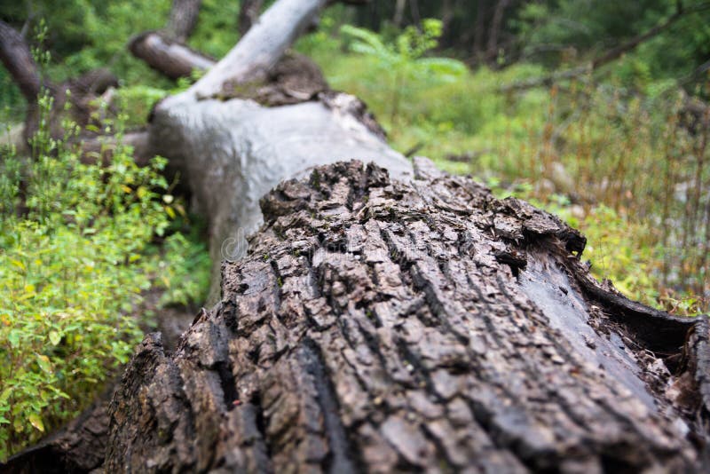 Trunk of fallen tree. stock photo. Image of branches - 80933100