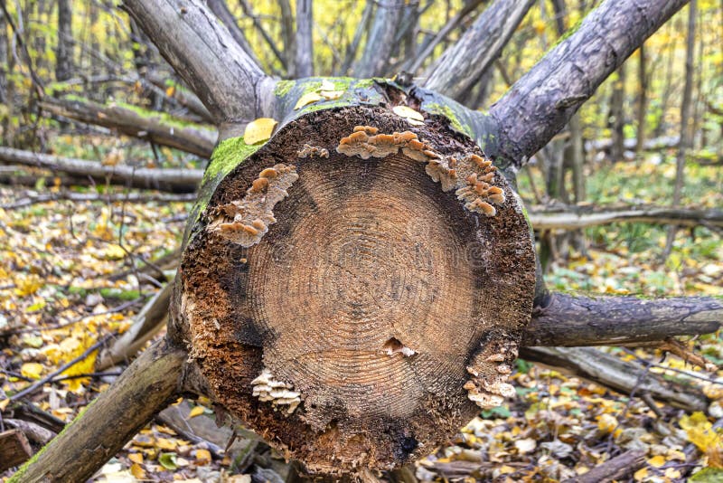 Trunk of a Fallen Tree with the Texture of Annual Rings and Parasitic ...