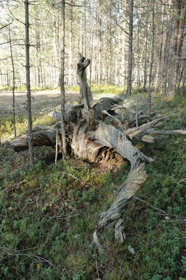 The Trunk of a Fallen Tree in the Form of a Dragon Stock Photo - Image ...