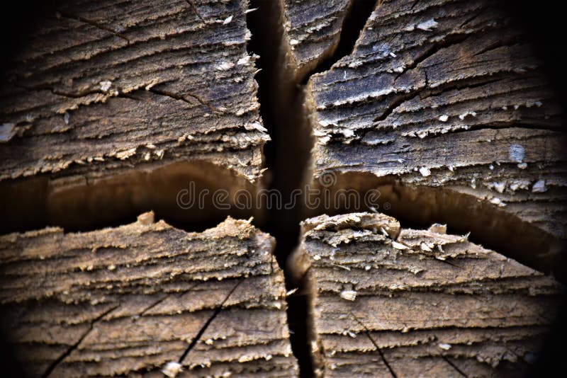 Trunk of a cracked tree stock image. Image of tree, oxygen - 187128351