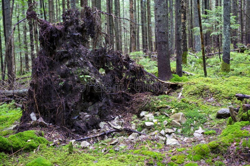Trunk of a Fallen Tree with Roots Sticking Out of the Ground among Moss ...