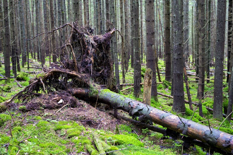 Trunk of a Fallen Tree with Roots Sticking Out of the Ground among Moss ...