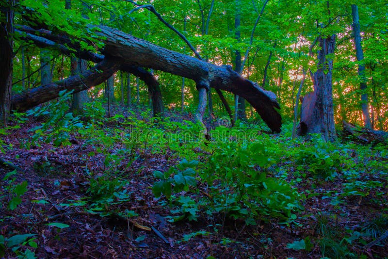 Trunk of a Fallen Tree in the Summer Woods at Sunset Stock Image ...