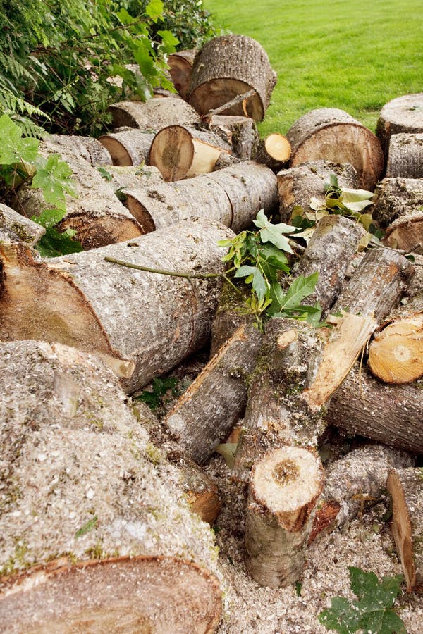 Trunk of felled tree stock image. Image of yard, firewood - 21029249