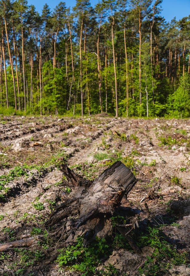 Felled tree spruce stock photo. Image of ecology, firewood - 80020834