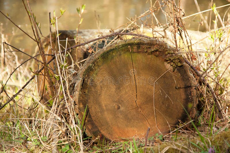 Trunk felled tree stock image. Image of felled, nature - 91460557