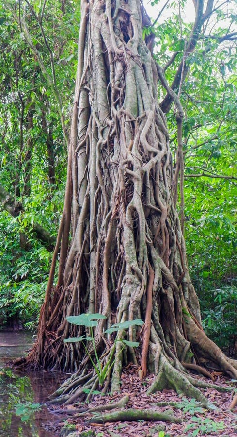 The Trunk of the Ficus Benjamina Tree, Commonly Known As the Weeping ...
