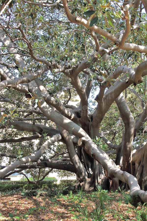 Trunk of Ficus with Many Branches Stock Image - Image of nature, urban ...