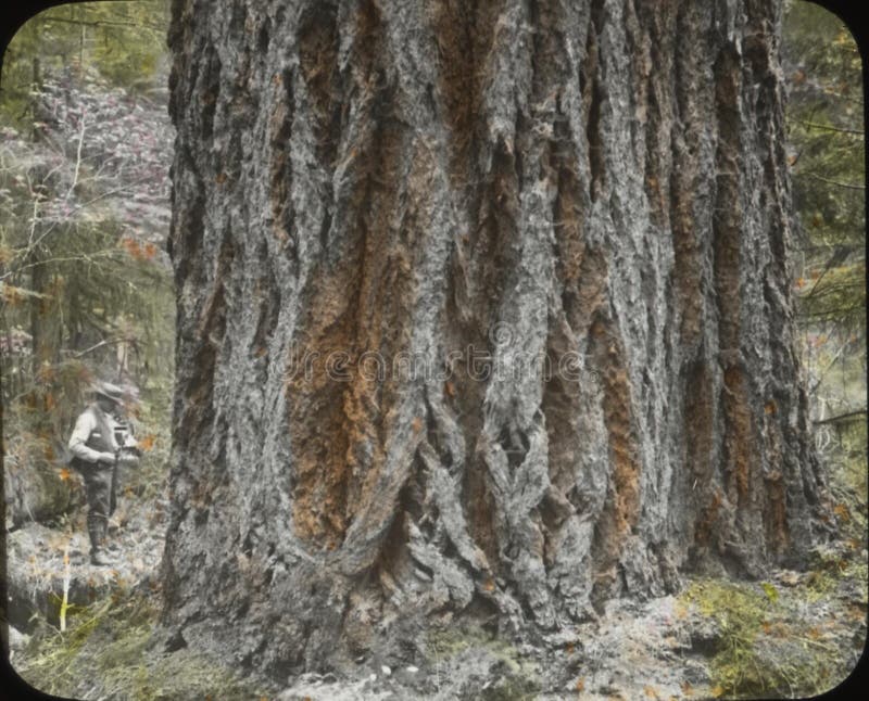 Trunk Of Fir Tree Picture. Image: 222322497