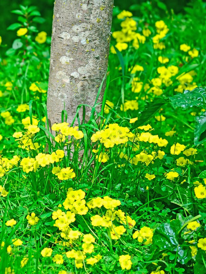 Trunk and flowers stock photo. Image of spring, tree - 40299850