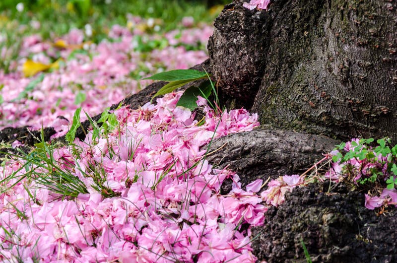 Trunk and flowers stock photo. Image of macro, full, ground - 65485732
