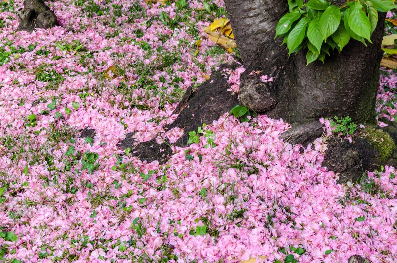 Trunk and flowers stock photo. Image of close, macro - 65485974