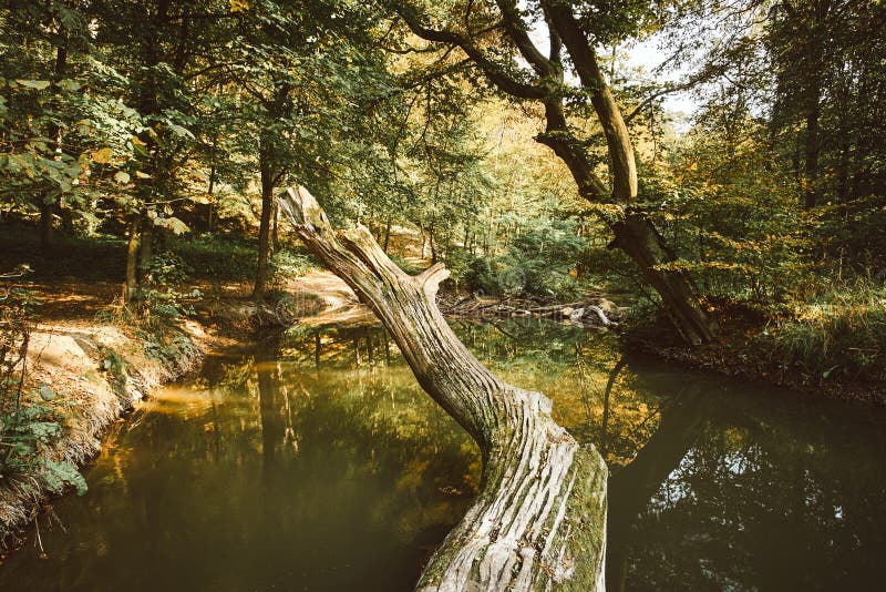 Trunk on the forest stock image. Image of travel, natural - 132637585