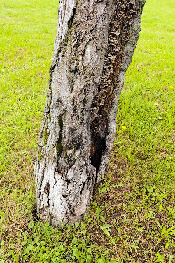 Trunk in forest stock photo. Image of rough, rugged, natural - 75976316