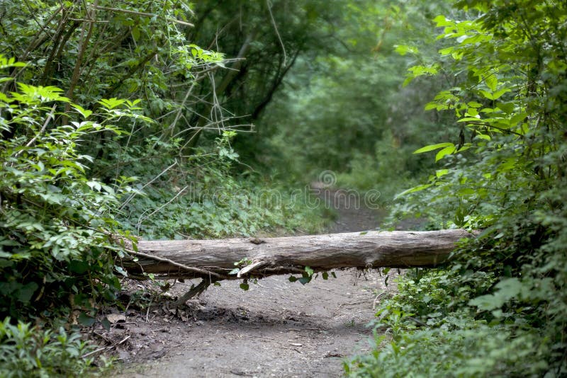 Trunk on the forest path stock image. Image of forest - 119166973