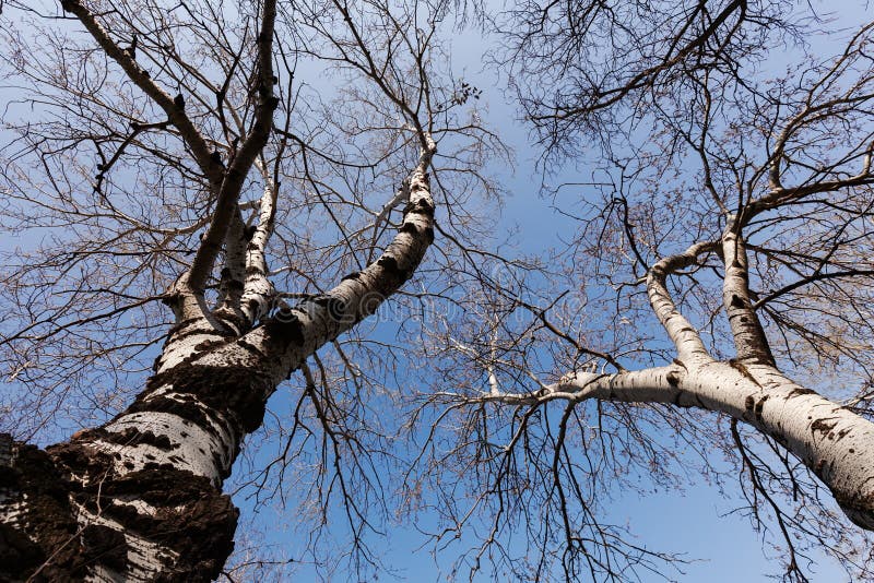Trunk in forest stock image. Image of tree, rough, closeup - 85033683