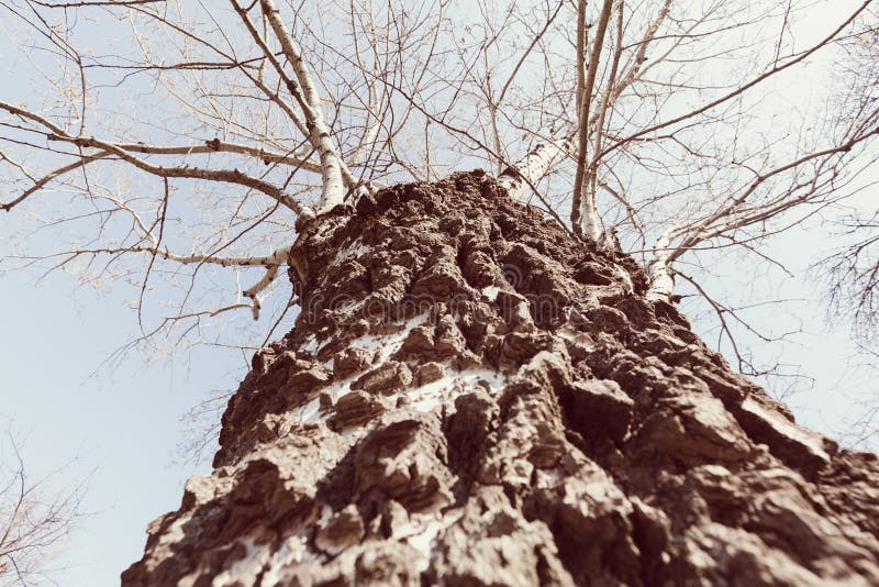 Trunk in forest stock photo. Image of outdoor, bark, rough - 85061820