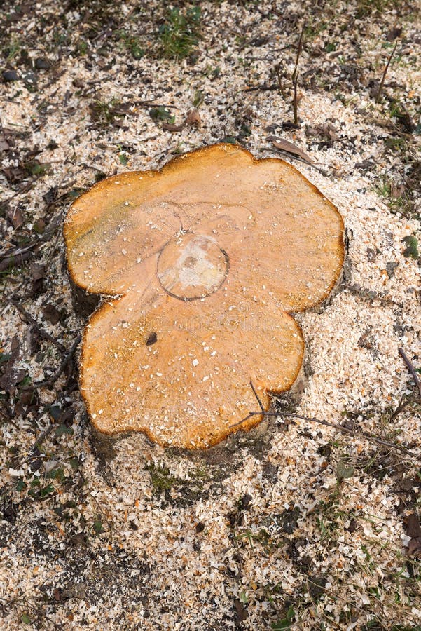 Trunk of a Freshly Felled Tree Stock Photo - Image of felled, lumber ...