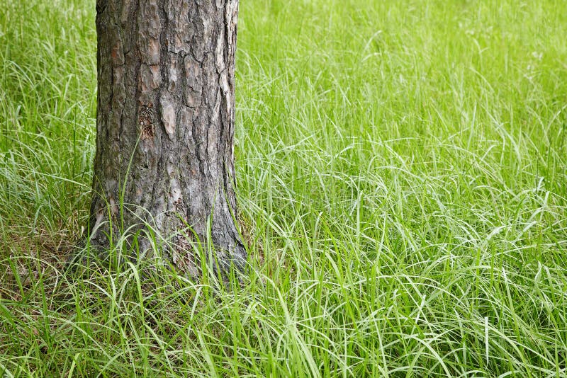 Trunk of a Fur-tree in Grass Stock Image - Image of green, spruce: 15825047