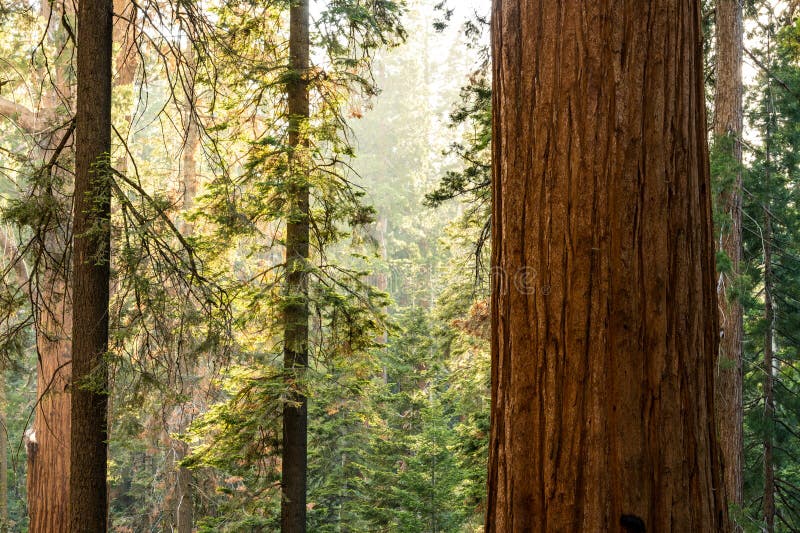 Trunk of Giant Sequoia Stands among the Thin Pines Stock Photo - Image ...