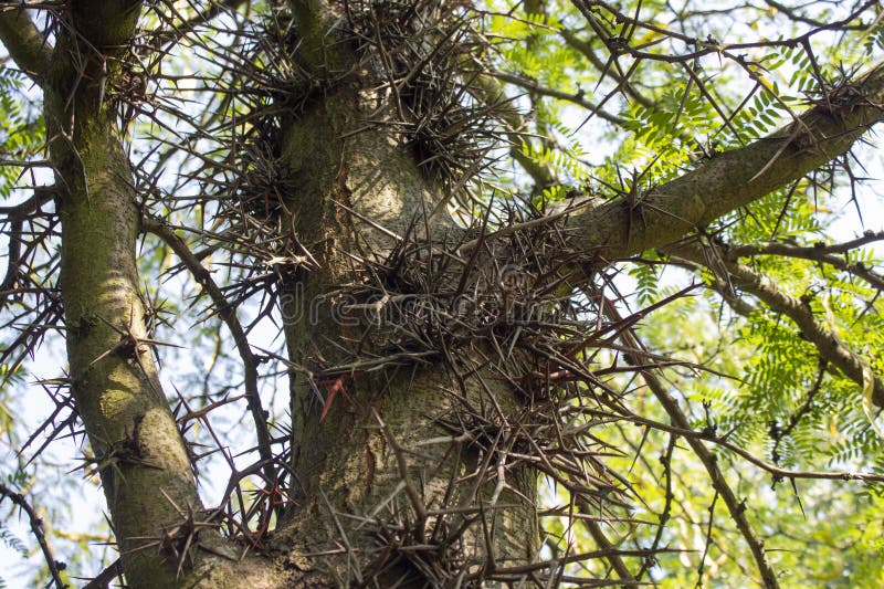 Trunk of Gleditsia Tree (honey Locust). There are Large Thorns on the ...