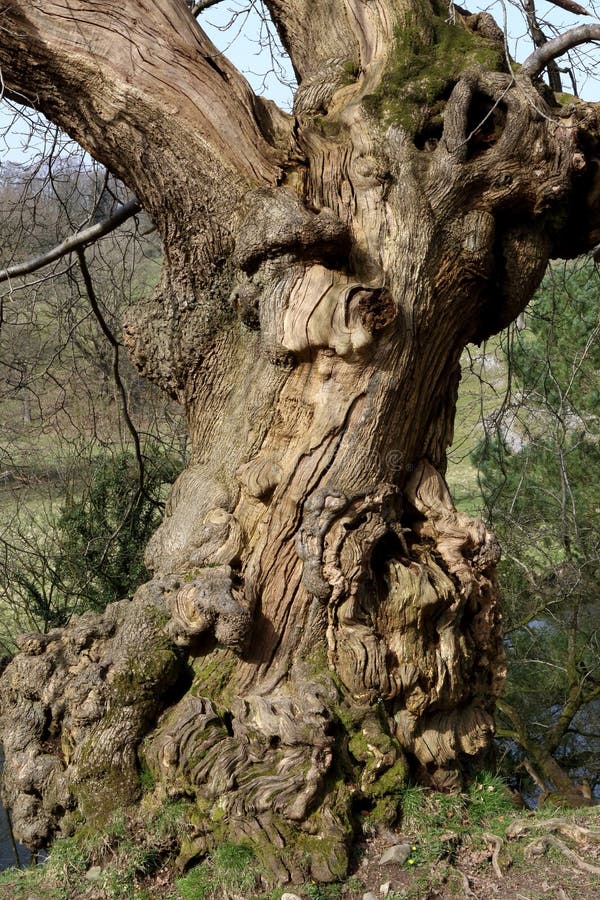 1,608 Ancient Oak Trunk Texture Stock Photos - Free & Royalty-Free ...