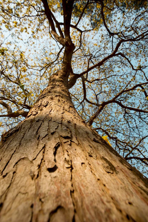 Trunk Golden Tree is Blossoming Stock Photo - Image of forestry, garden ...