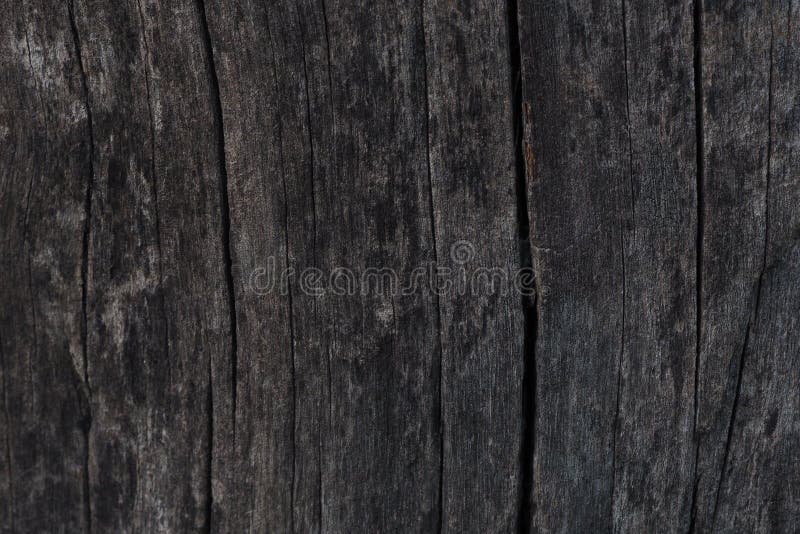 Trunk gray wood texture stock photo. Image of pattern - 91199732