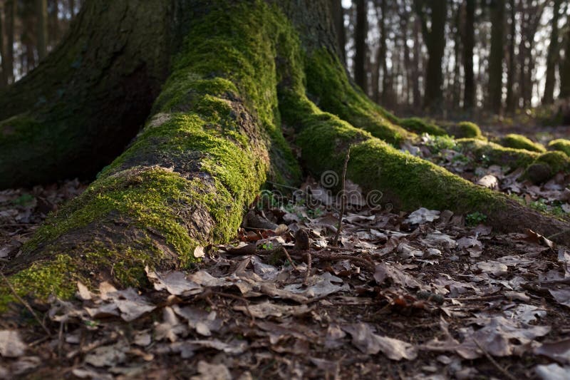 The Trunk and Ground Roots of a Big Old Tree in the Forest Stock Image ...