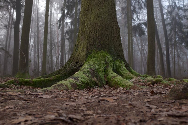 The Trunk and Ground Roots of a Big Old Tree in the Forest Stock Image ...