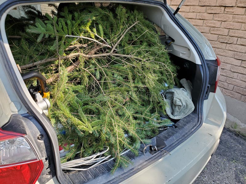 Trunk Loaded with Yard Waste Stock Image - Image of shrubbery, waste ...