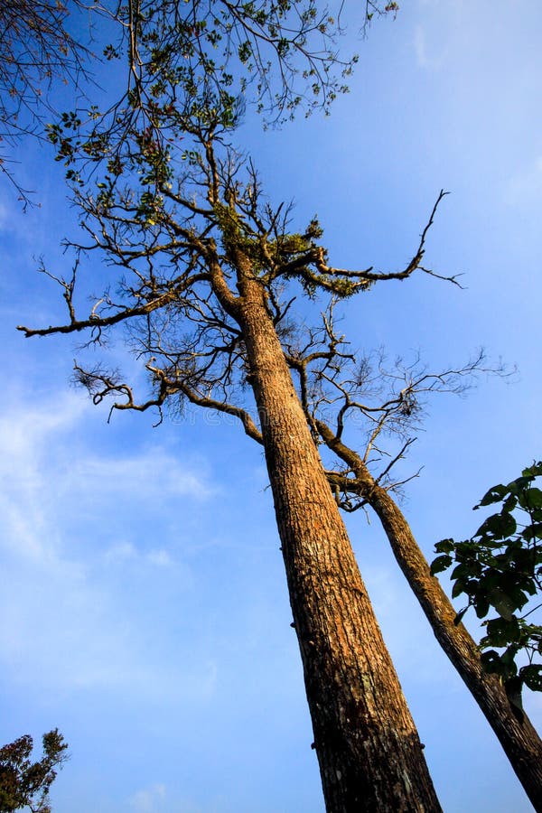 High Tree with Another Life Stock Photo - Image of plants, animals ...