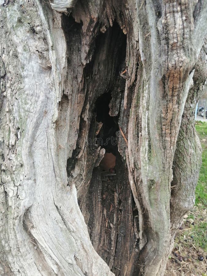 Trunk hole of a tree stock image. Image of nature, tree - 166854051
