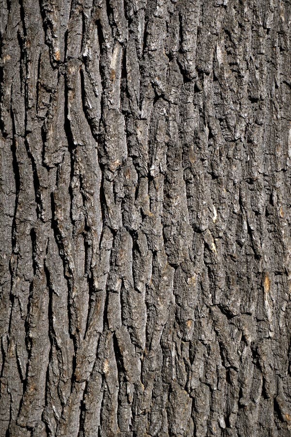 The Trunk of a Huge Ash Tree. Beautiful Texture of the Bark of Plants ...