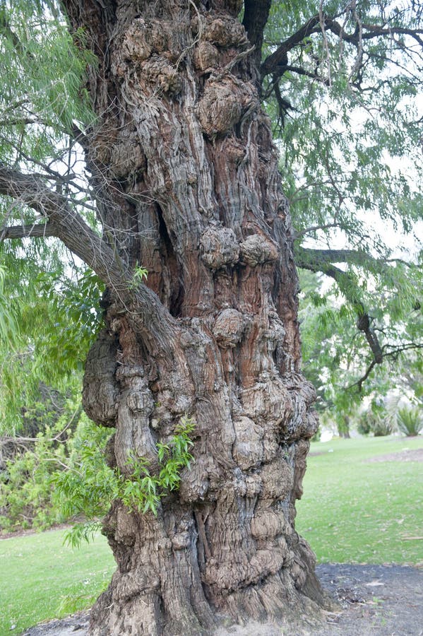 Tree with Warts stock image. Image of dublin, gardens - 9736575