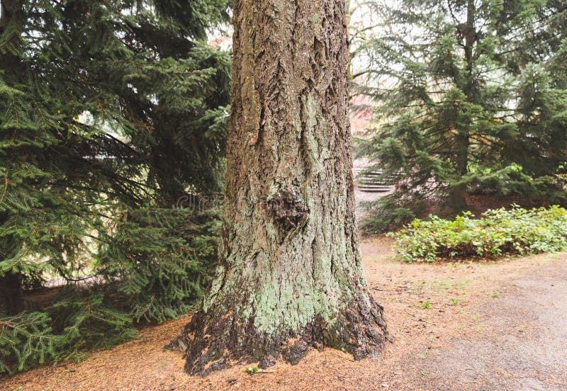 Trunk of Giant Tree stock photo. Image of outside, pacific - 102625946