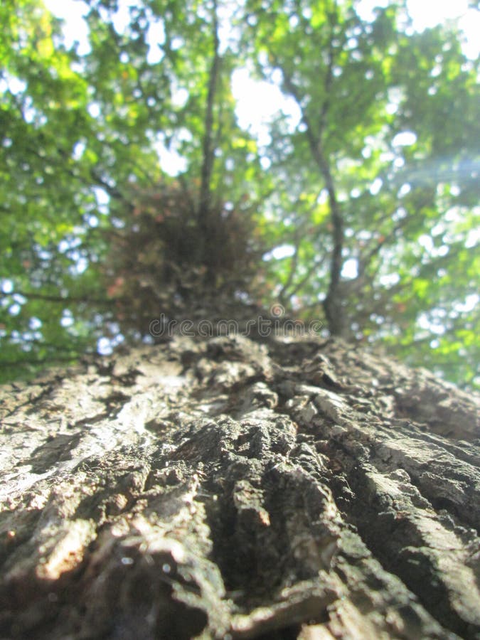 The Trunk of a Huge White Tree on the Background of a Clear Sky ...