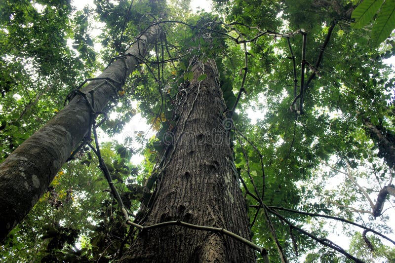The Trunk of a Huge Tropical Tree . Palawan Island Stock Photo - Image ...