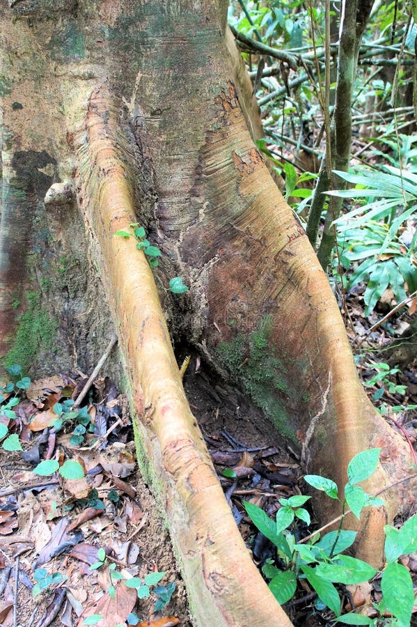 The Trunk of a Huge Tropical Tree . Palawan Island Stock Photo - Image ...