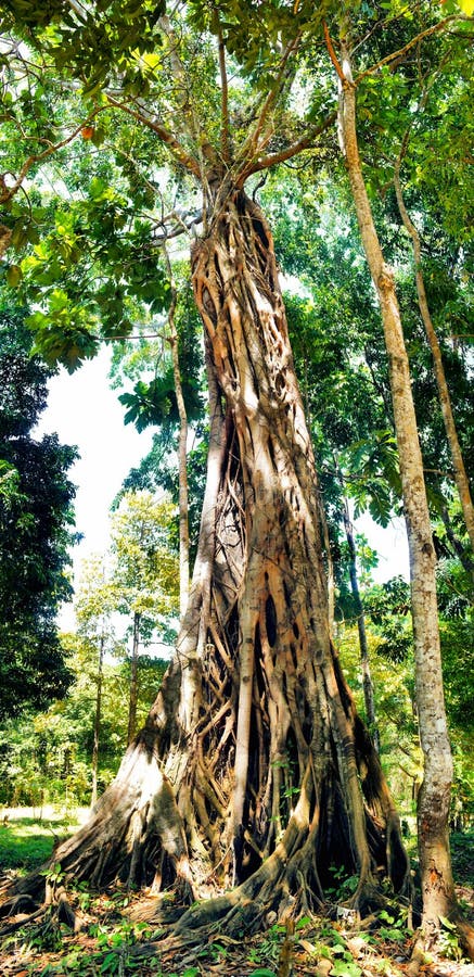 The Trunk of a Huge Tropical Tree . Palawan Island Stock Photo - Image ...