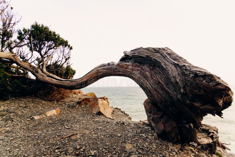 A Trunk of a Juniper Tree Deformed by Gusts of Wind with a Split from ...