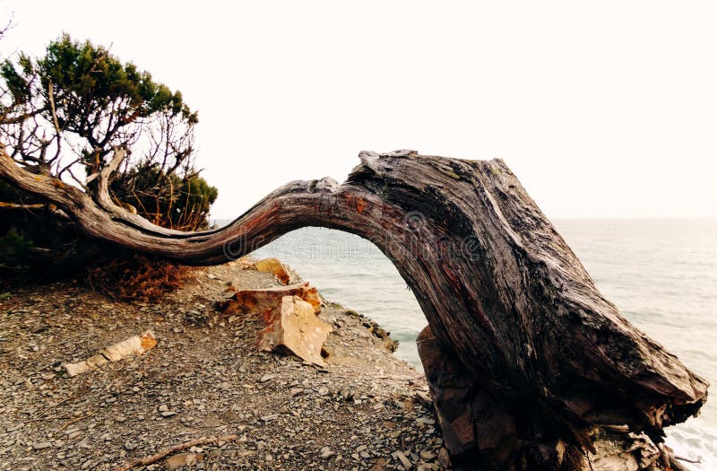 A Trunk of a Juniper Tree Deformed by Gusts of Wind Stock Image - Image ...