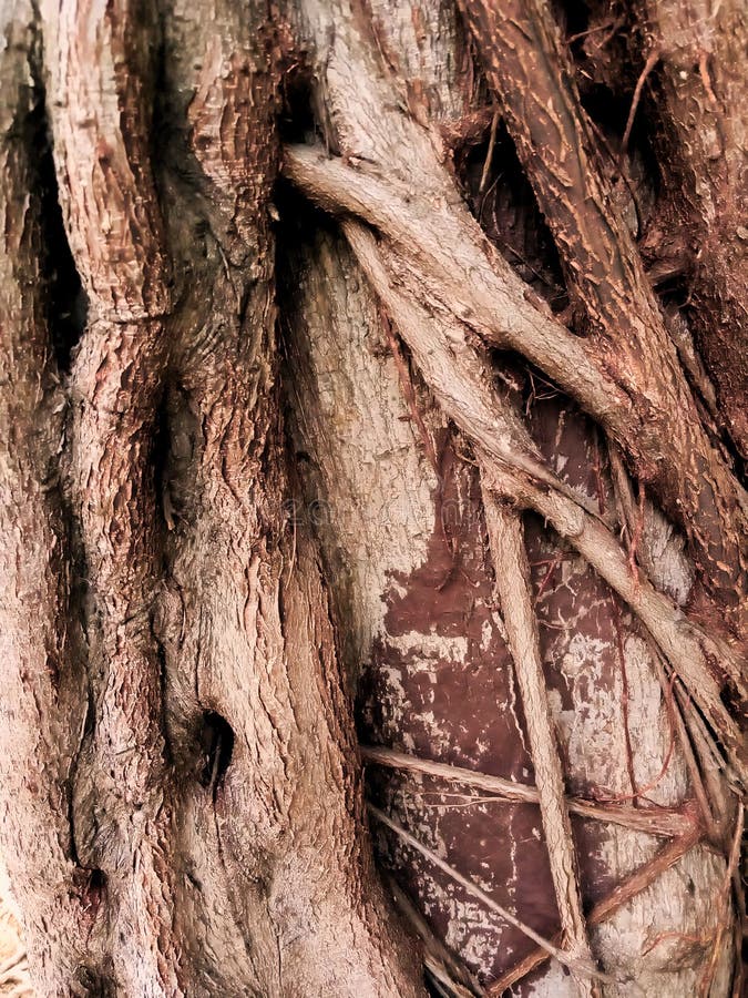 The Trunk of the Ketapang Tree Has a Unique Shape. Stock Photo - Image ...
