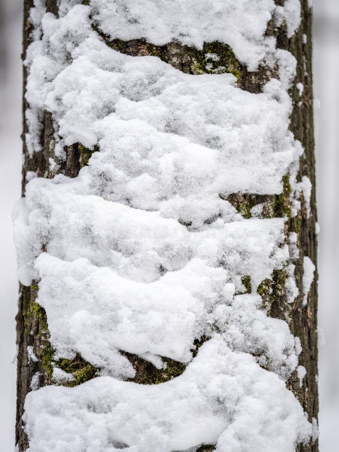 The Trunk of a Larch Tree Covered with Snow Stock Photo - Image of ...