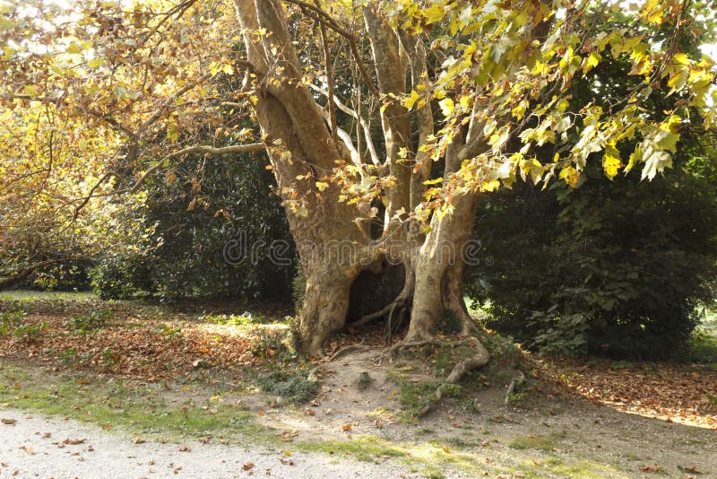 The Trunk of a Large Ancient Tree in the Park in the Sunlight Stock ...