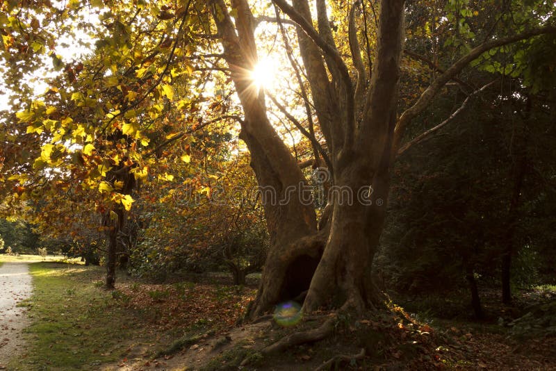 The Trunk of a Large Ancient Tree in the Park in the Sunlight Stock ...